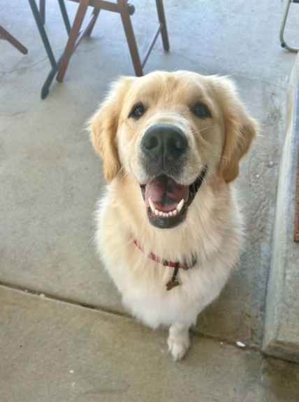 NORCAL Golden Retriever Rescue | Detail | Dog